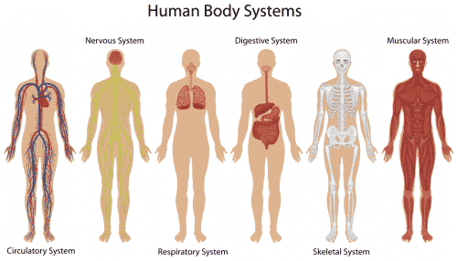 KS2 Biology: Digestion and the Human Body