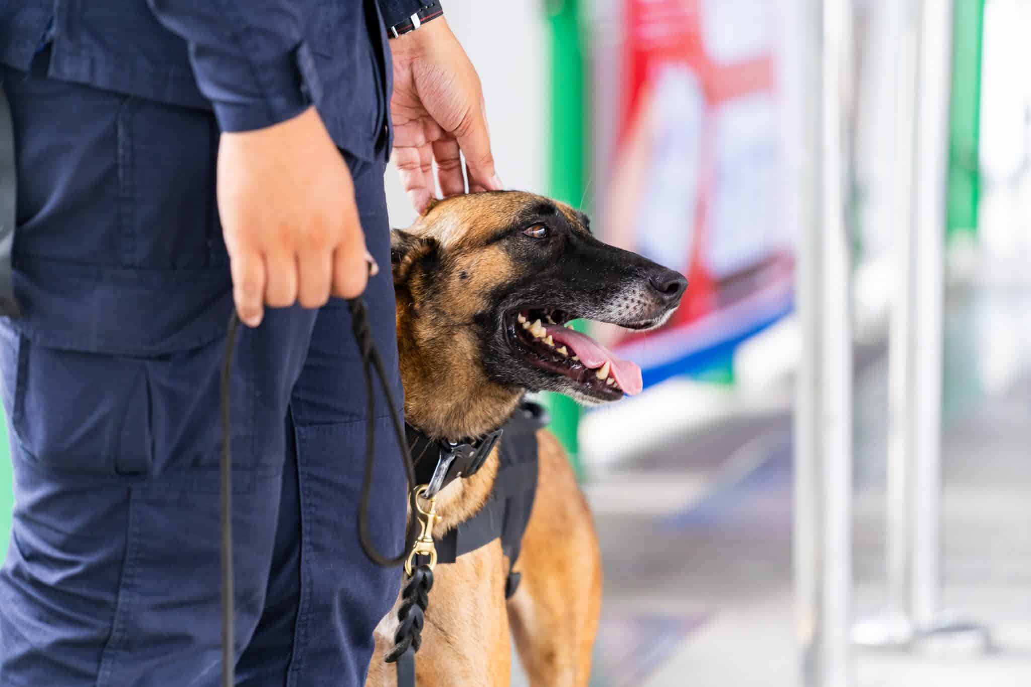 Become A Police Dog Handler 2026 | How2become.com